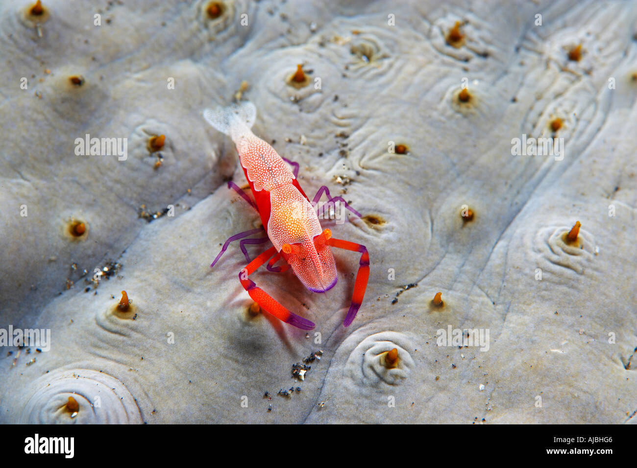 Emperor partner shrimp hi-res stock photography and images - Alamy