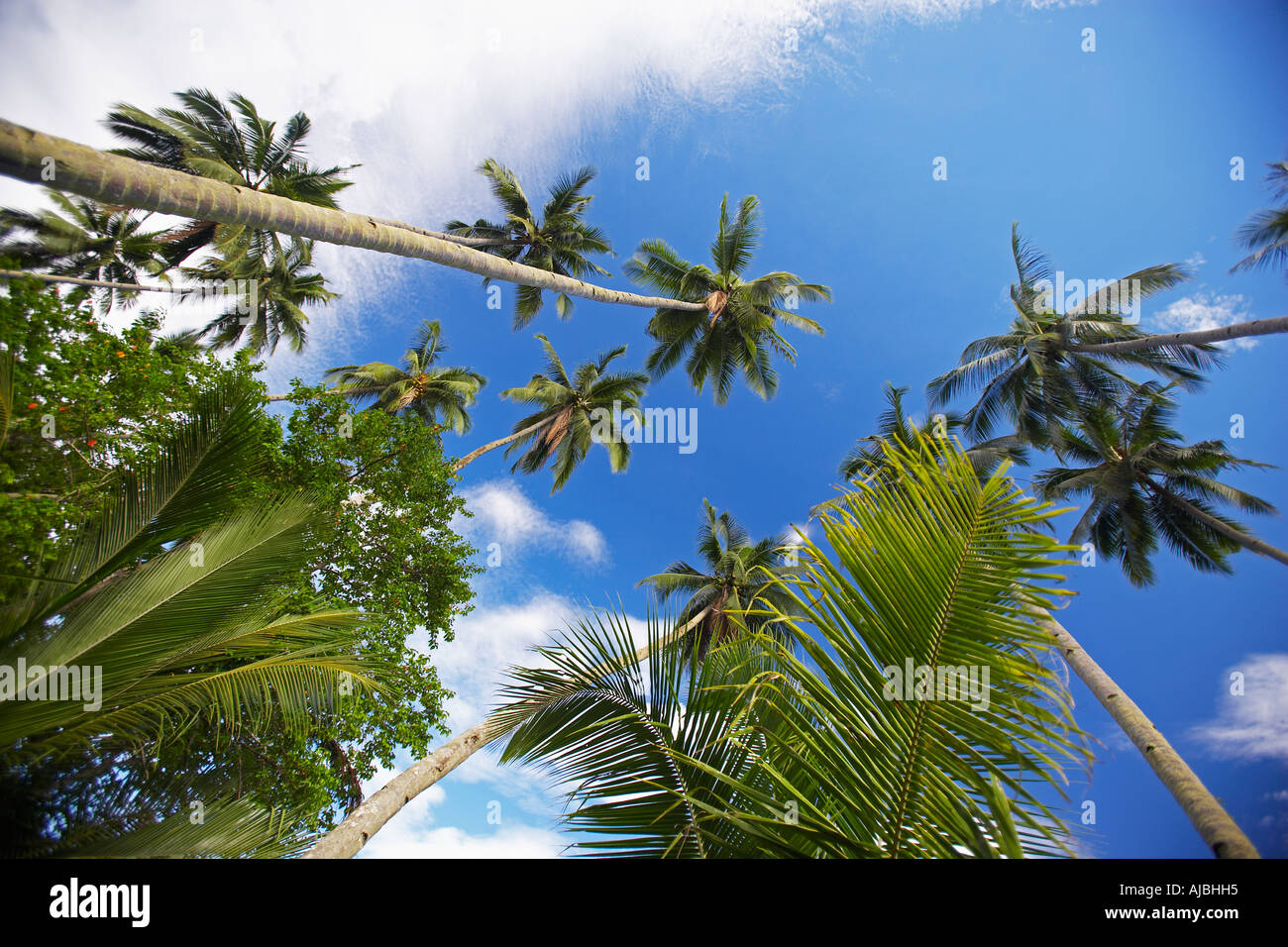 Coconut Palms in Kungkungan Bay Resort Sulawesi, Indonesia Stock Photo ...