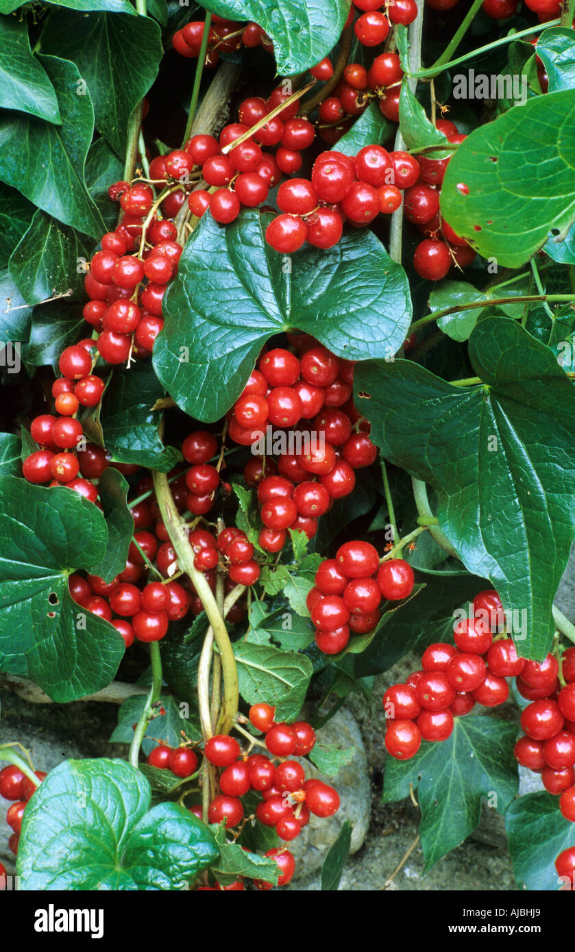 Black bryony, Tamus communis Stock Photo - Alamy