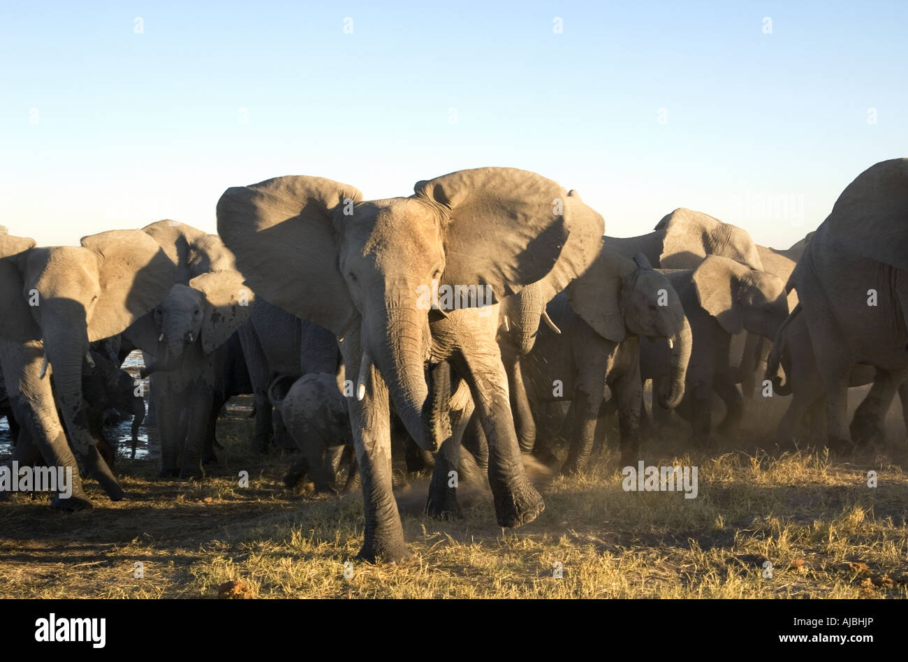 Elephant stampede hi-res stock photography and images - Alamy