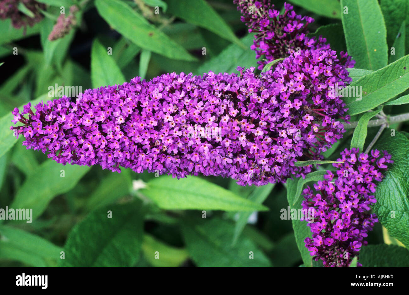 Buddleia davidii Purple Emperor dwarf buddleia Stock Photo - Alamy