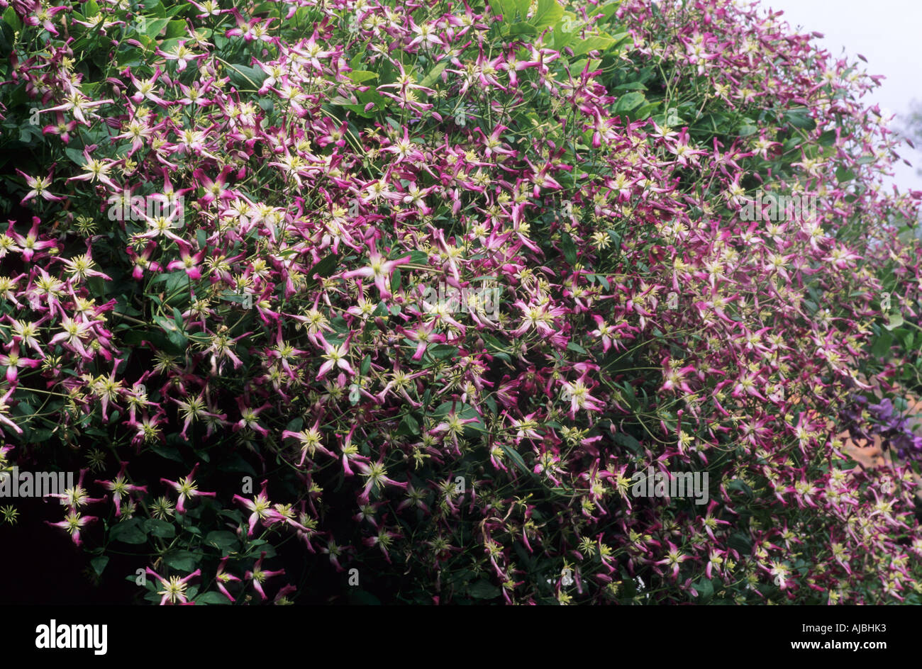 Clematis Blue Ravine Patens group Stock Photo - Alamy