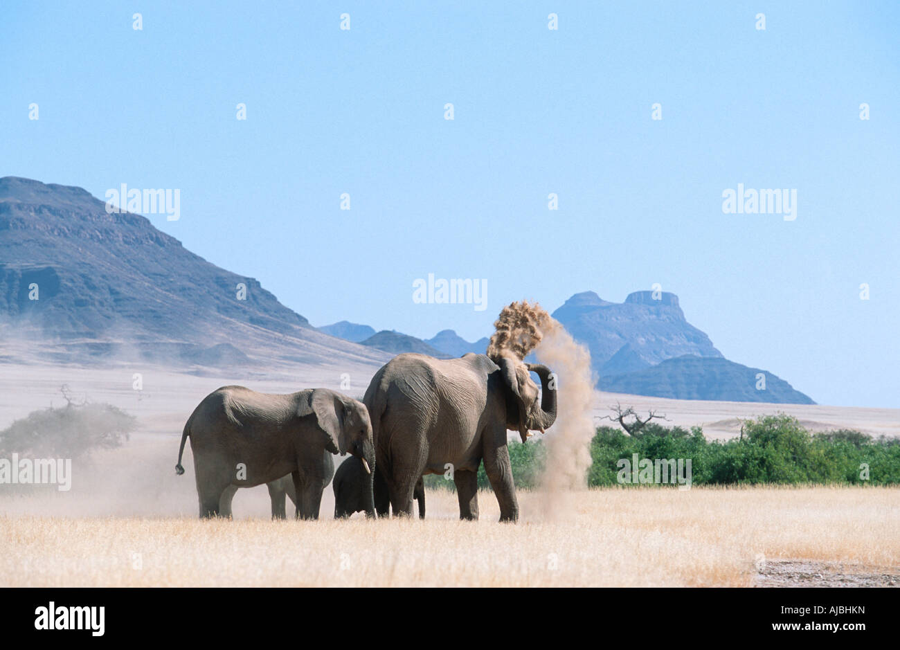 Elephant Herd - Dust Bathing Stock Photo - Alamy