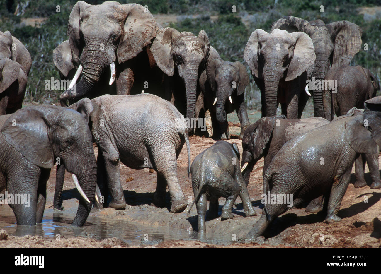 Elephants standing legs hi-res stock photography and images - Alamy