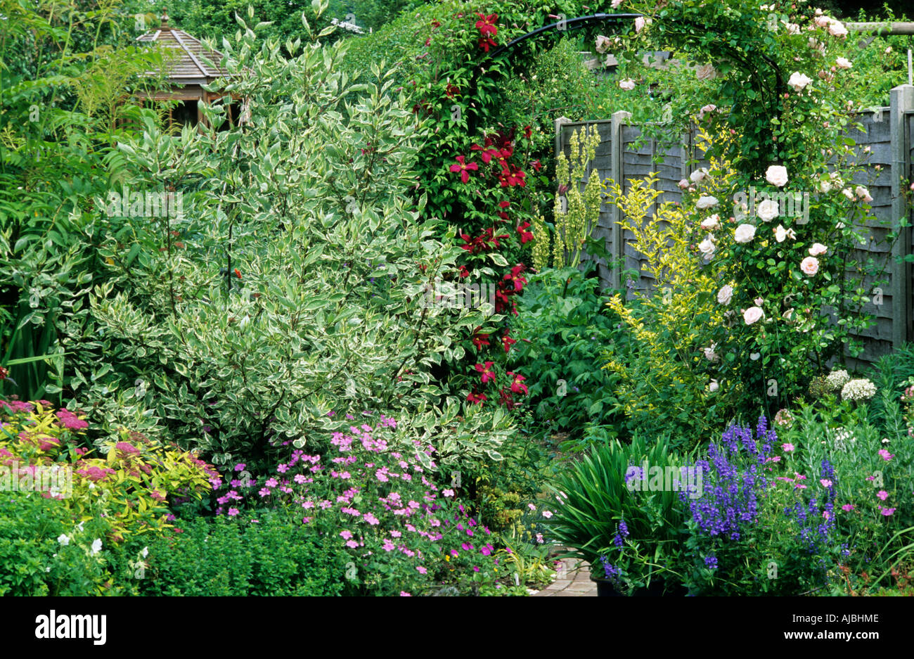 Rose arch clematis clematis hi-res stock photography and images - Alamy