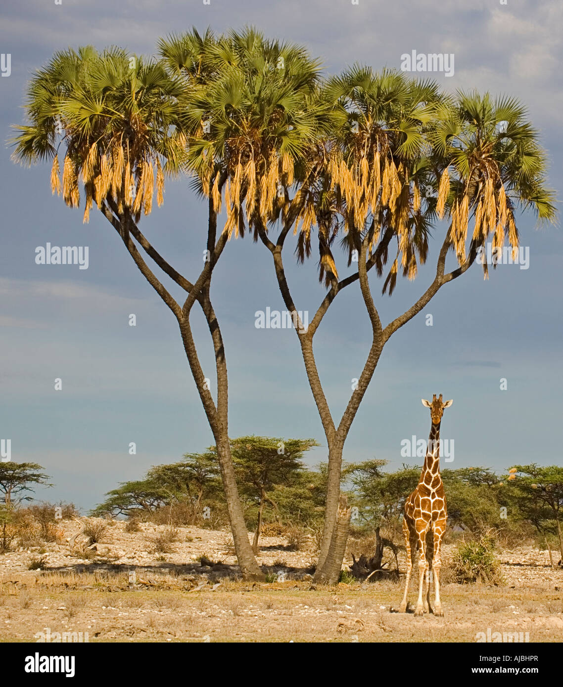 Lone Reticulated Giraffe (Giraffa camelopardalis reticulata) Under a ...