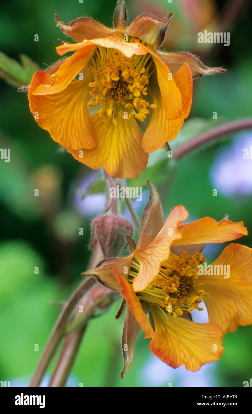 Geum 'Marmalade', orange flower, garden plant, geums Stock Photo - Alamy