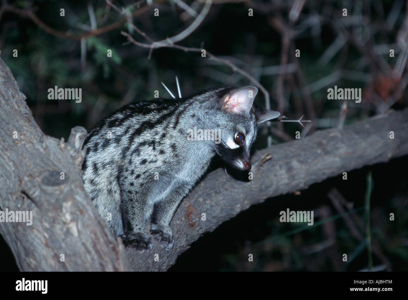 Genet south africa hi-res stock photography and images - Alamy
