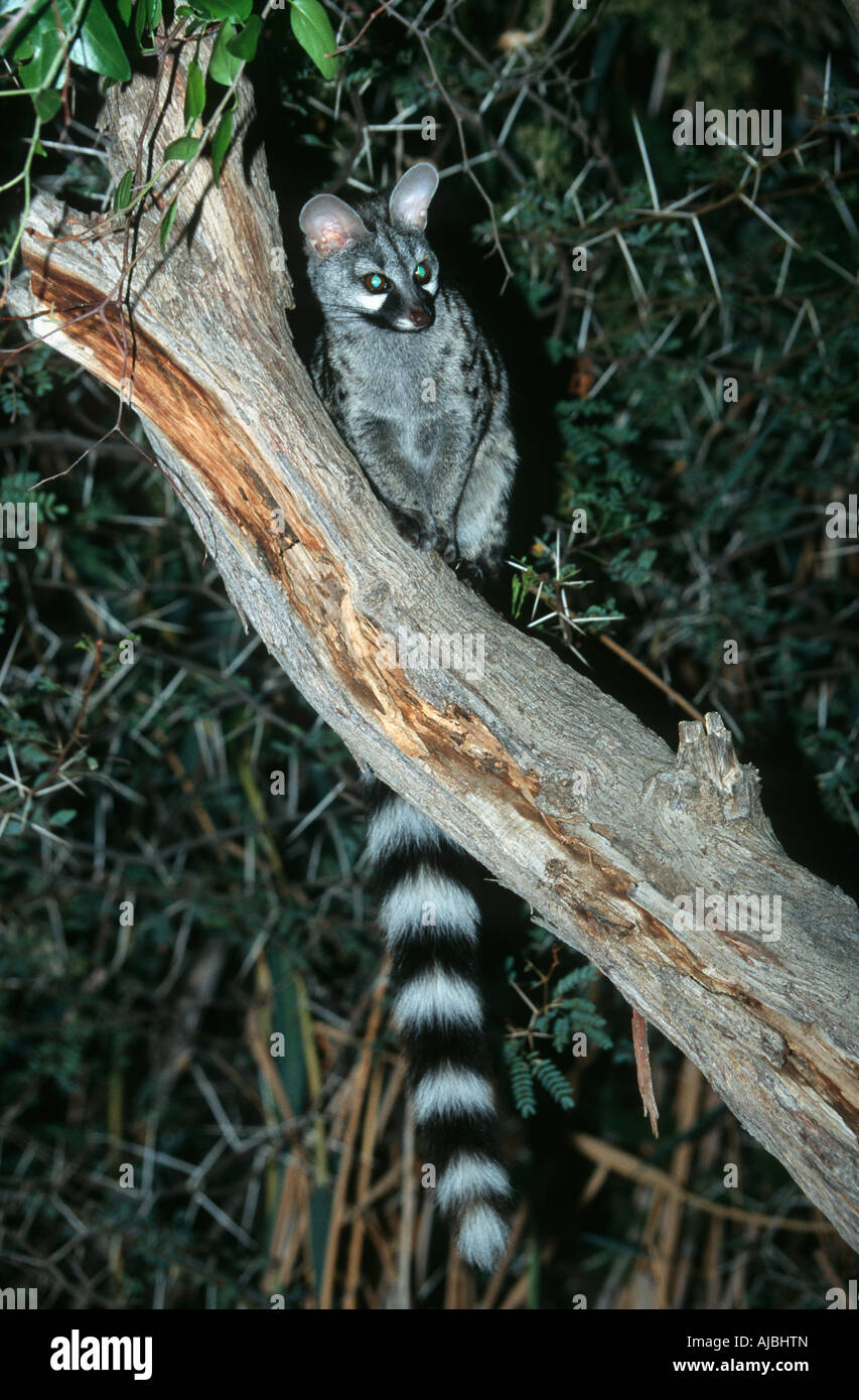 Small-spotted (Common) Genet (Genetta genetta) Sitting in a Tree at ...