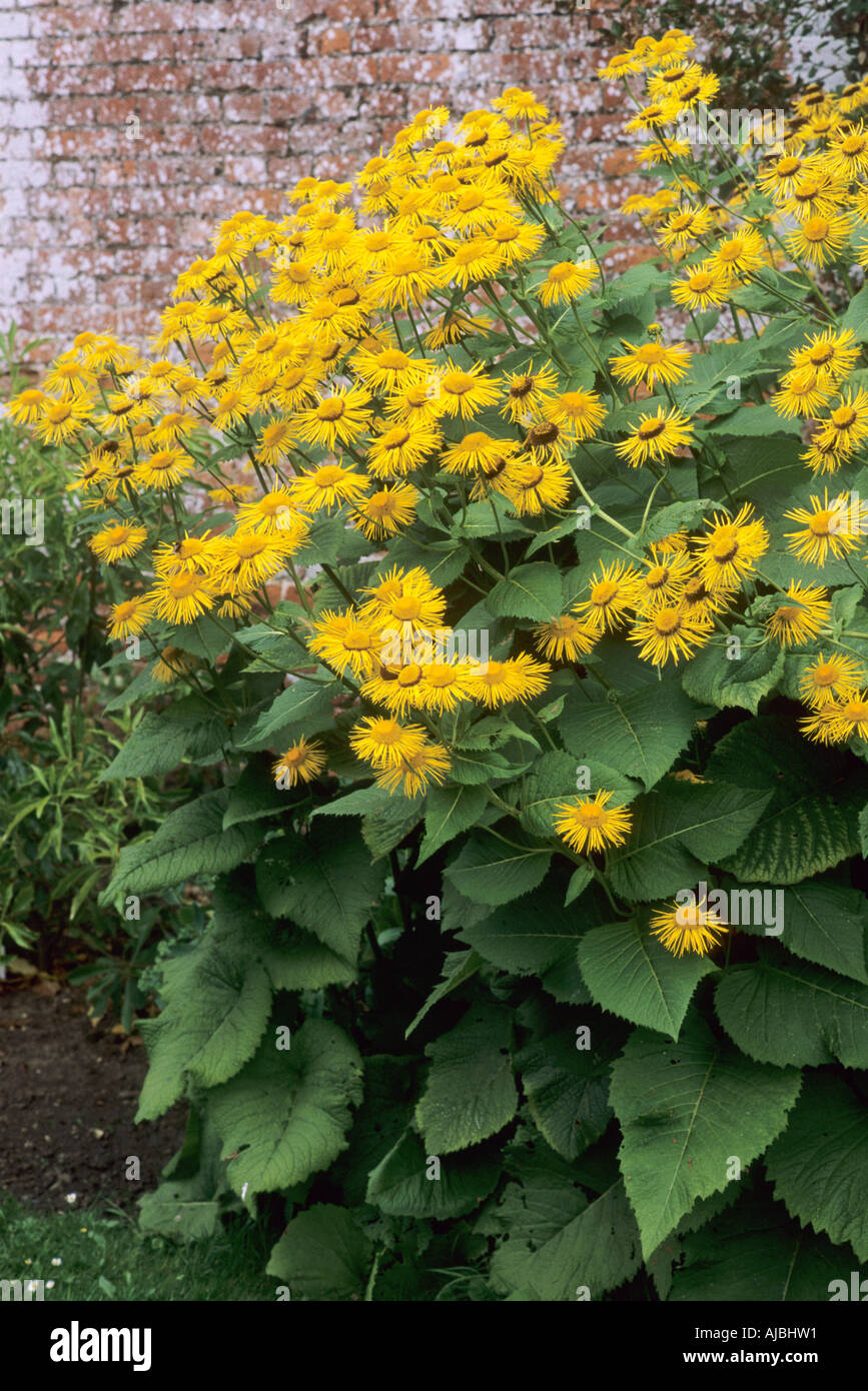 Inula magnifica whole plant yellow daisy like flowers, garden plant ...