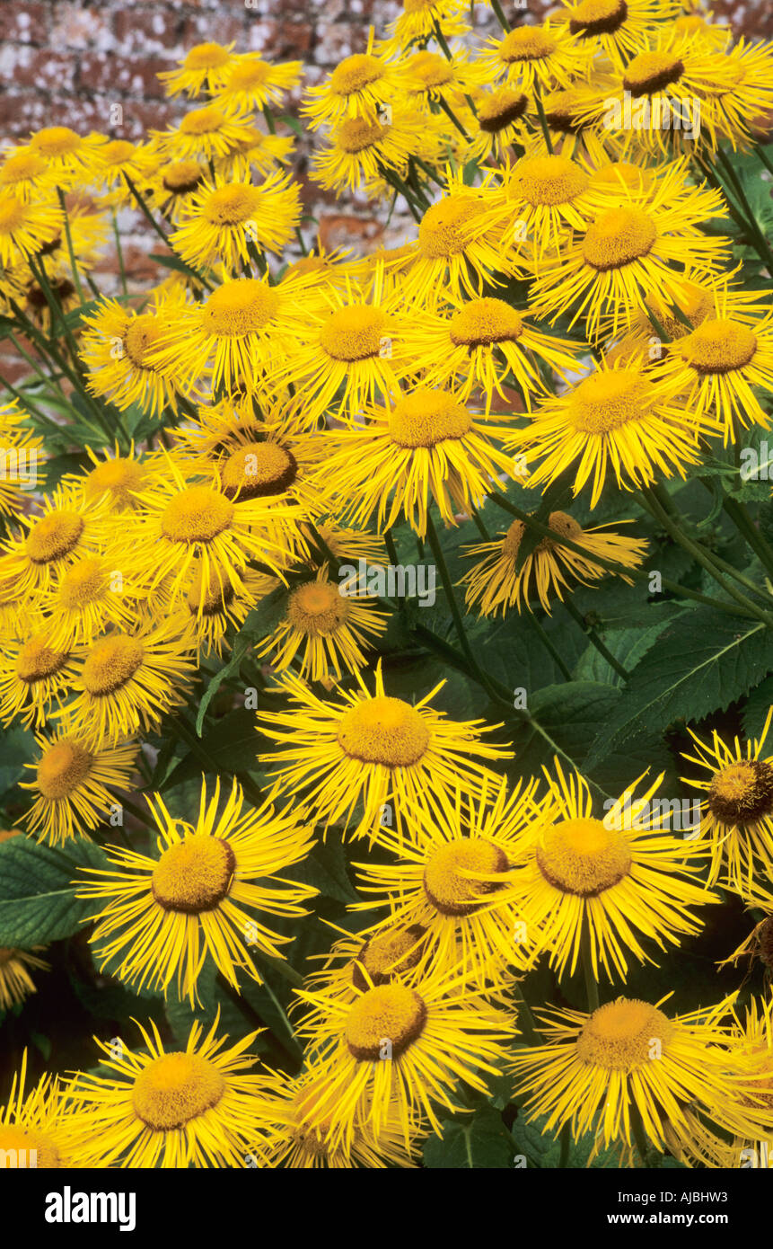 Inula magnifica, yellow daisy like flowers, garden plant, inulas Stock ...
