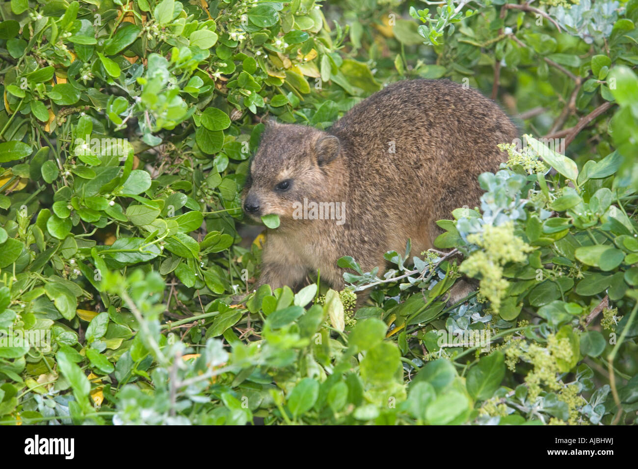 Bush Hyrax (Heterohyrax brucei) Feeding in Lush Green Foliage Stock ...