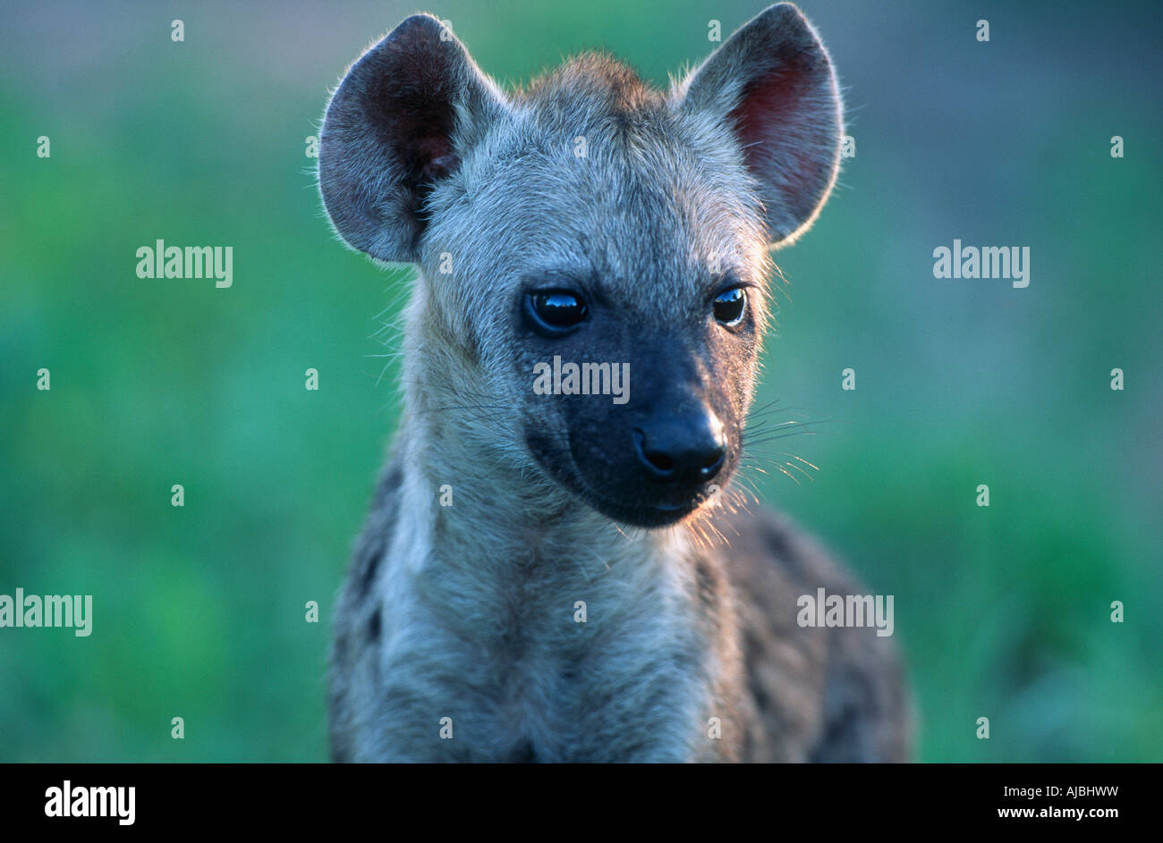 Big ears on a spotted hyena hi-res stock photography and images - Alamy