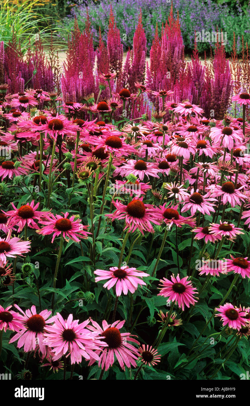 Pensthorpe Millenium Garden Norfolk Echinacea Rubinstern Astilbe ...
