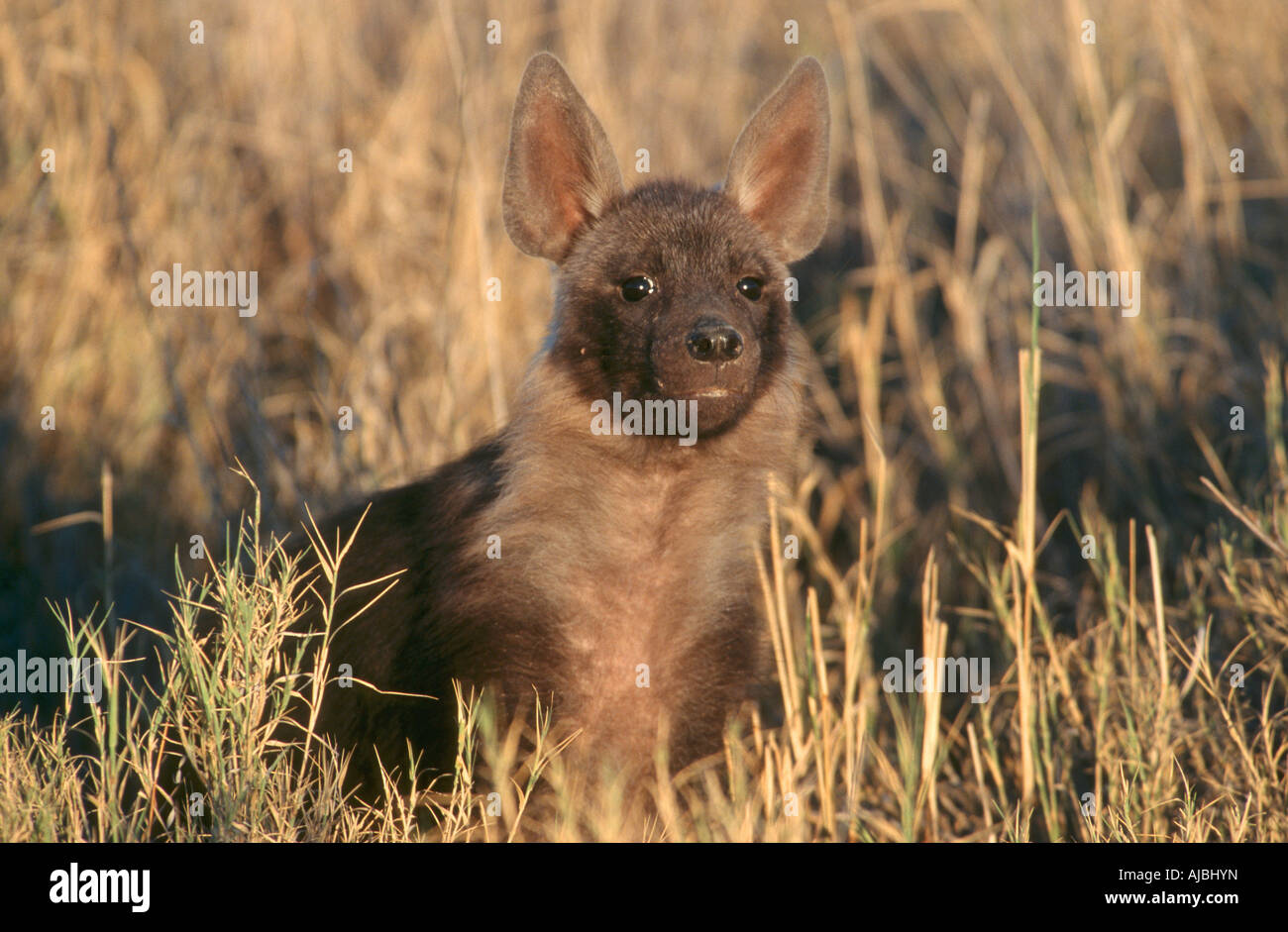 Baby Brown Hyena
