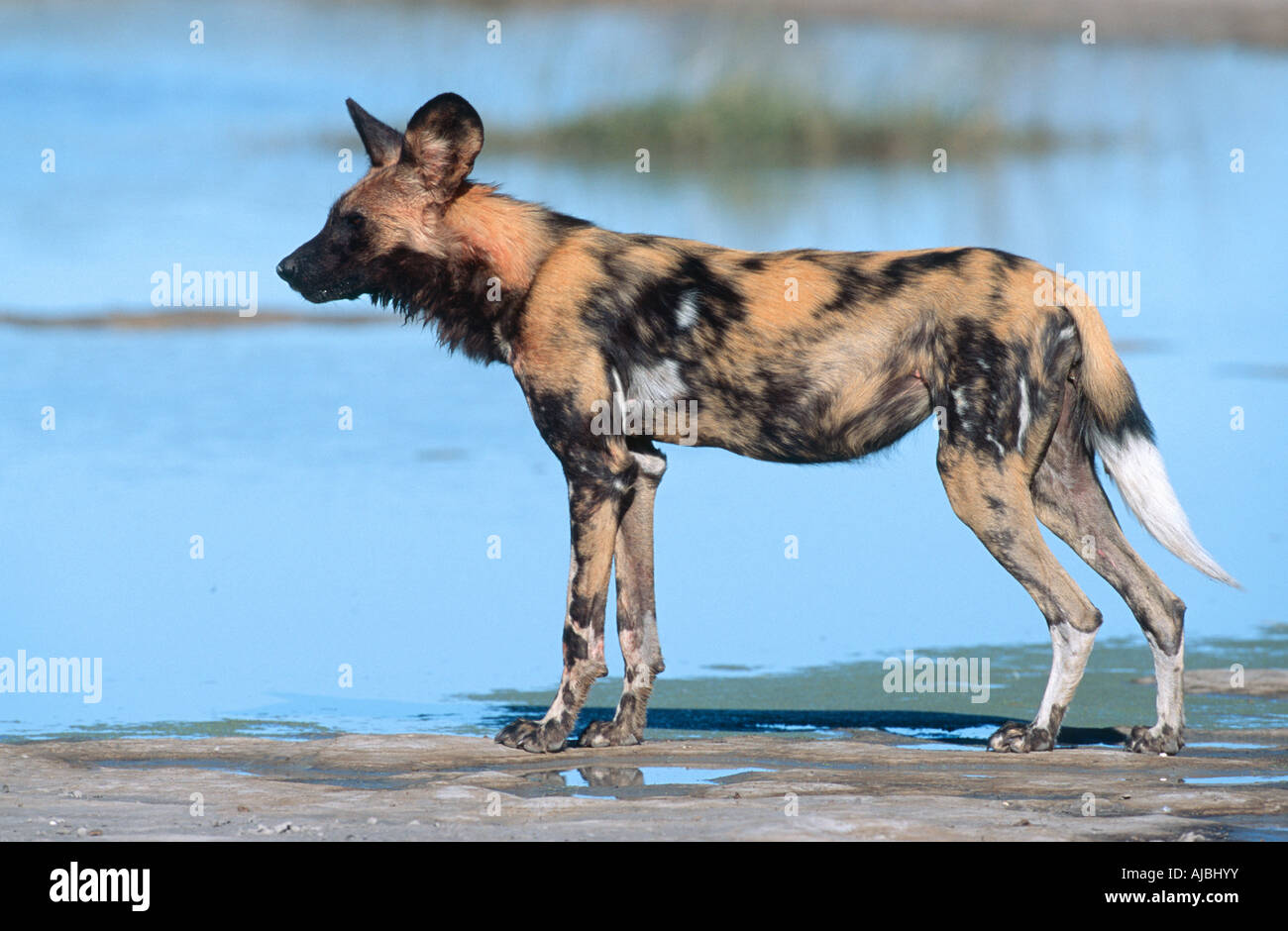 Zulu dog hi-res stock photography and images - Alamy