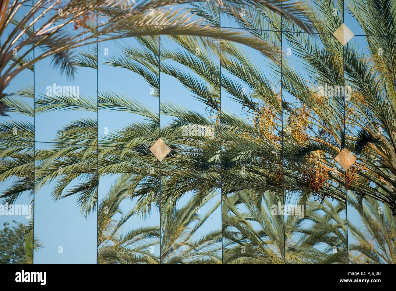 Multiple reflections of a palm tree on a mirrored surface building ...
