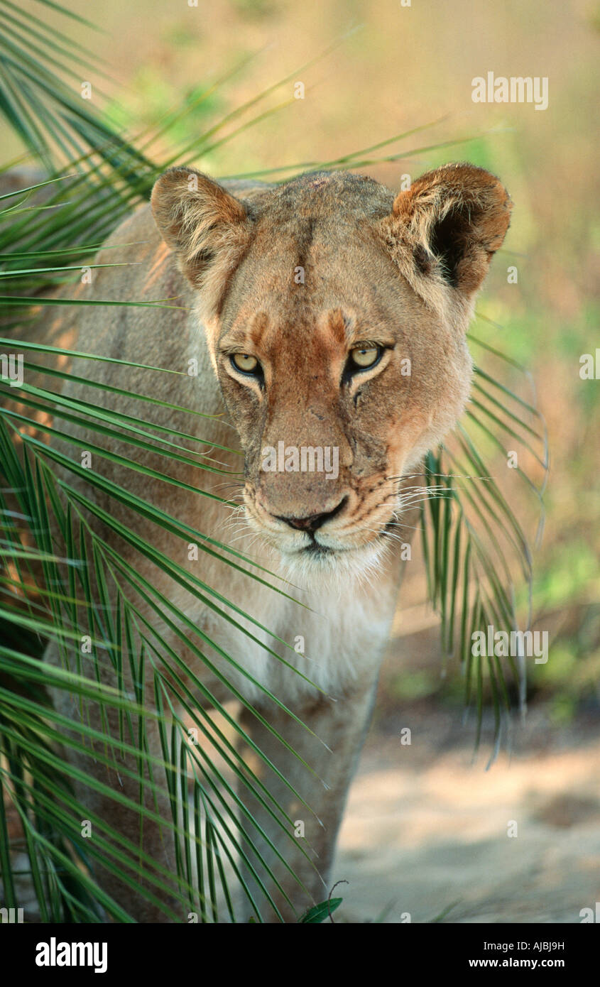 Photograph of a lioness hi-res stock photography and images - Alamy