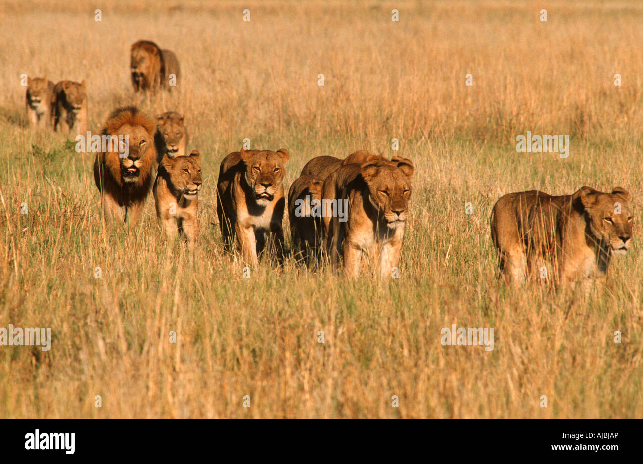 Lion (Panthera leo) Pride Walking Through the Bushveld Plain Stock ...