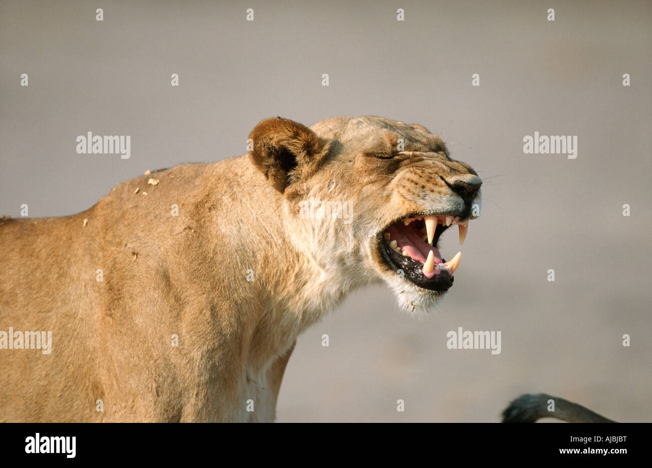 Profile of a Lioness (Panthera leo) Snarling Stock Photo - Alamy