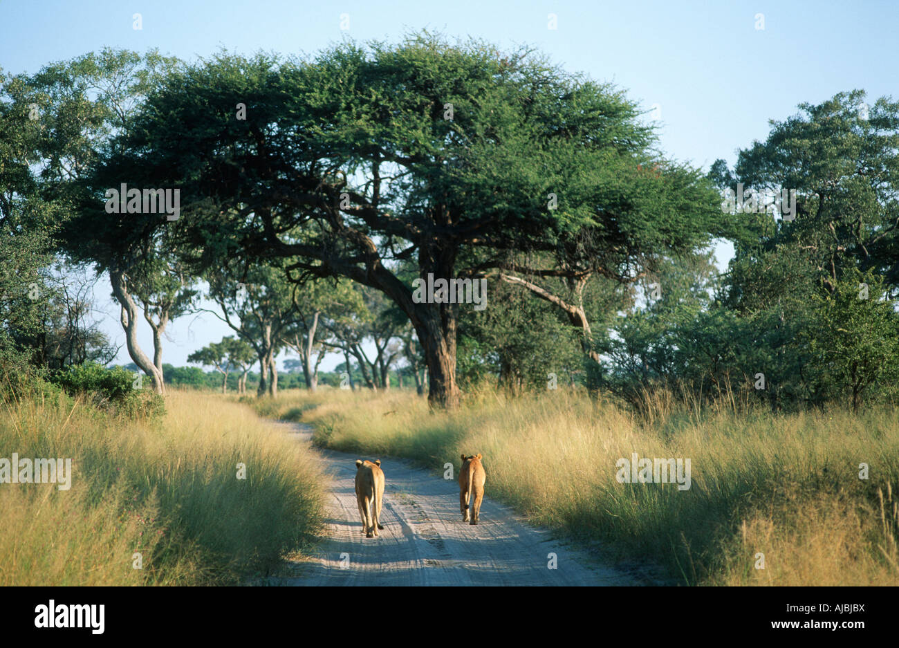 Rear View of Lioness (Panthera leo) Pair Walking on the Dirt Road Stock ...