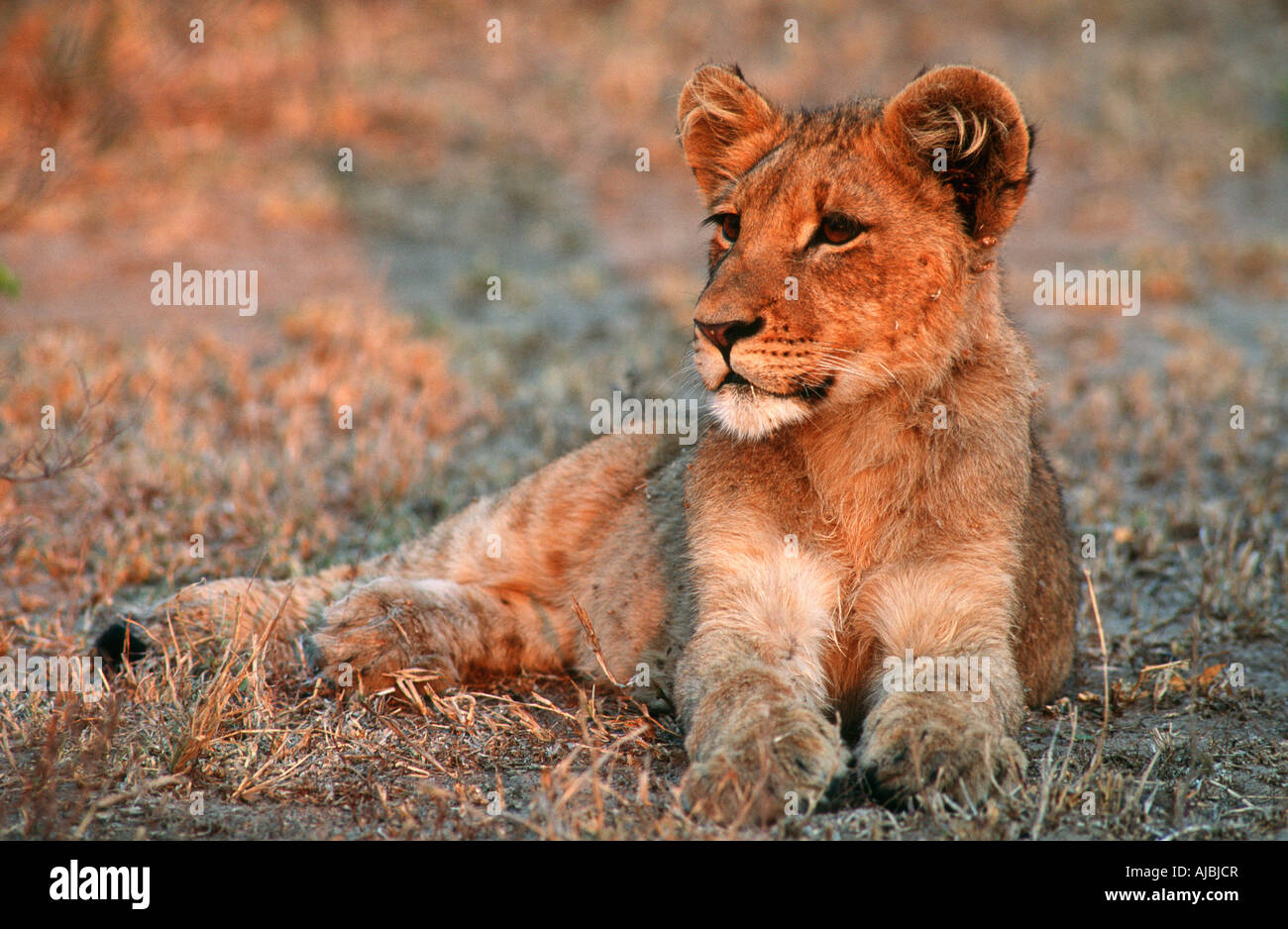 Lion legs open hi-res stock photography and images - Alamy
