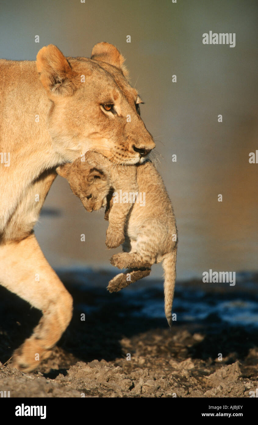 Portrait of a Lioness (Panthera leo) Carrying Cub Stock Photo - Alamy