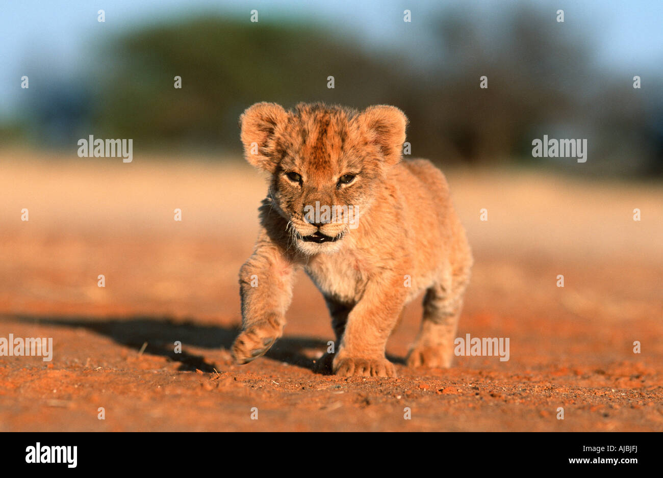 Keeping camera dry hi-res stock photography and images - Alamy