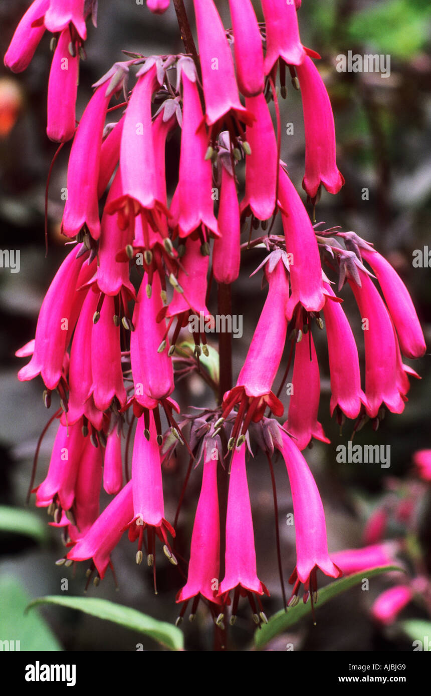 Phygelius x rectus somerford funfair wine hi-res stock photography and ...
