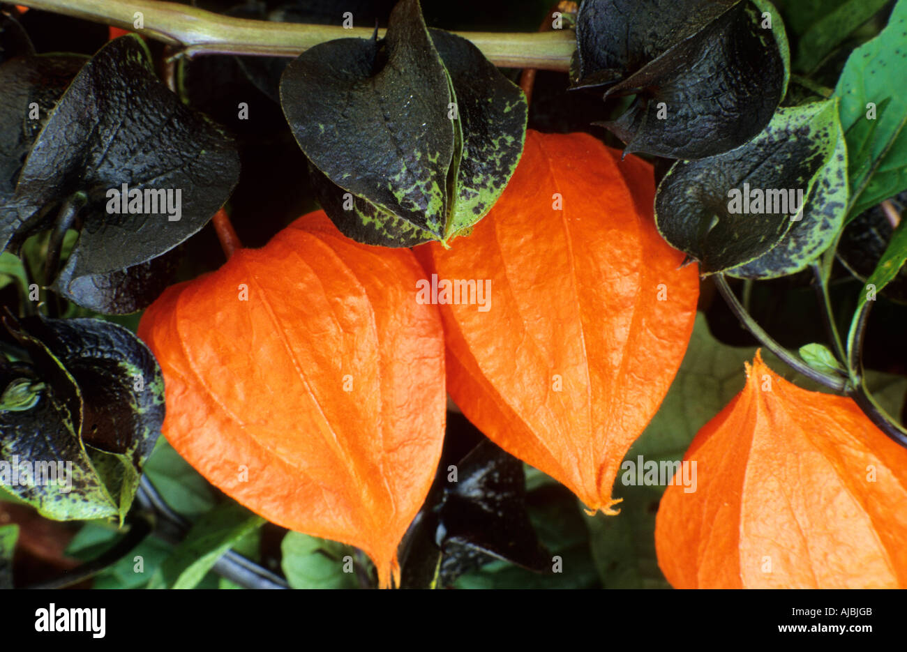 Physalis alkekengi and nicandra physalodes seed pods hi-res stock ...