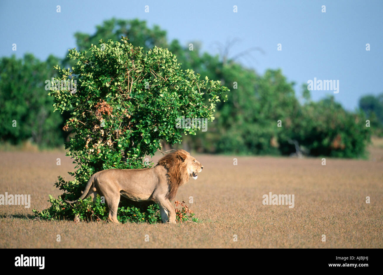 Male Lion (Panthera leo) Marking his Territory Stock Photo - Alamy