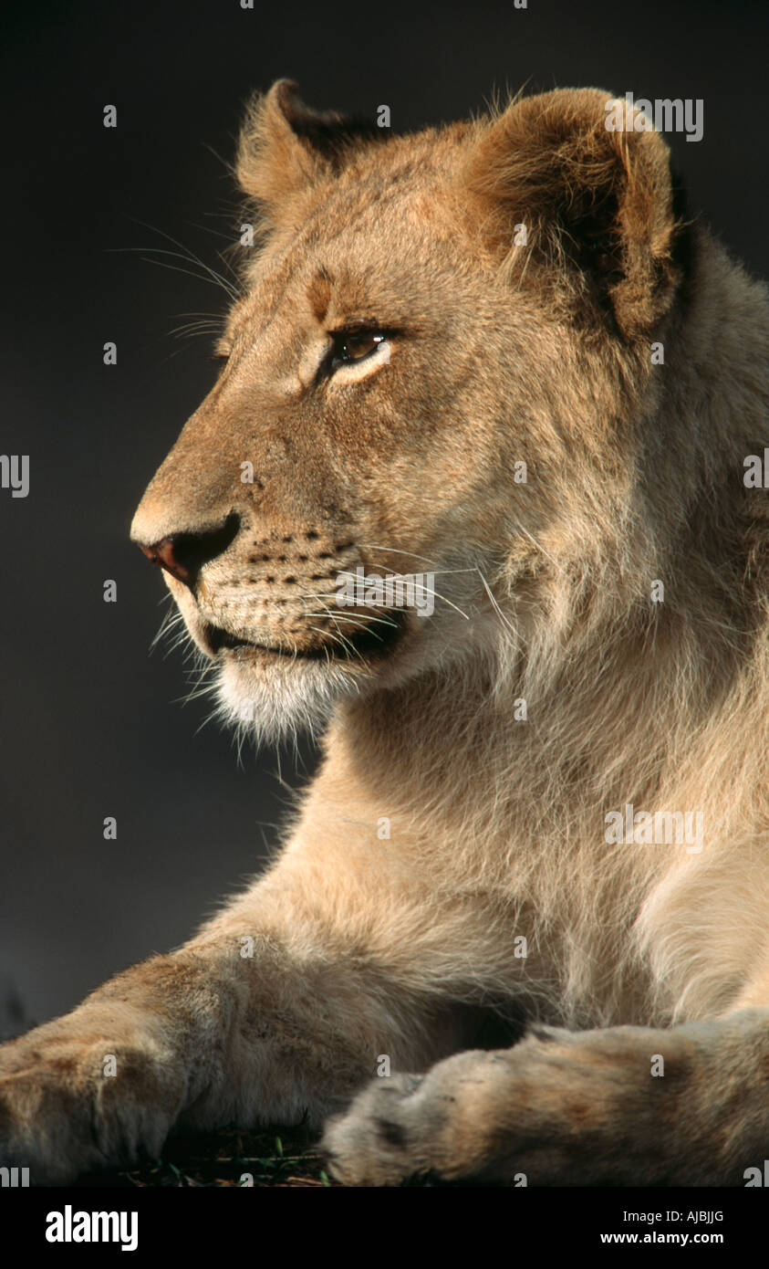 Portrait of Immature Male Lion (Panthera leo Stock Photo - Alamy