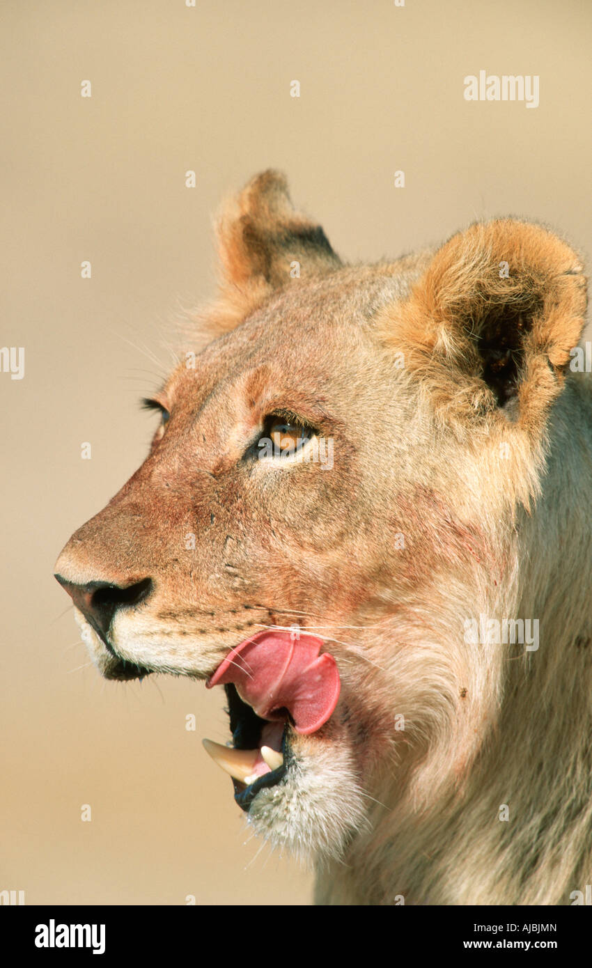Portrait of a Juvenile Male Lion (Panthera leo) Licking His Lips Stock ...