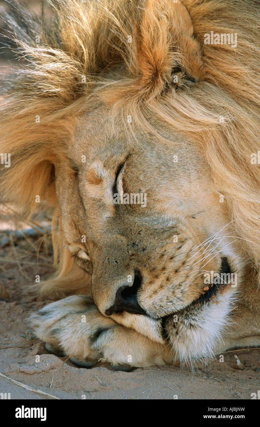 Close-up of a Male Lion (Panthera leo) Sleeping Stock Photo - Alamy