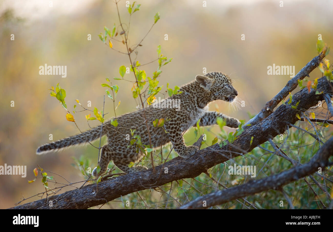 Leopard walking young cub hi-res stock photography and images - Alamy