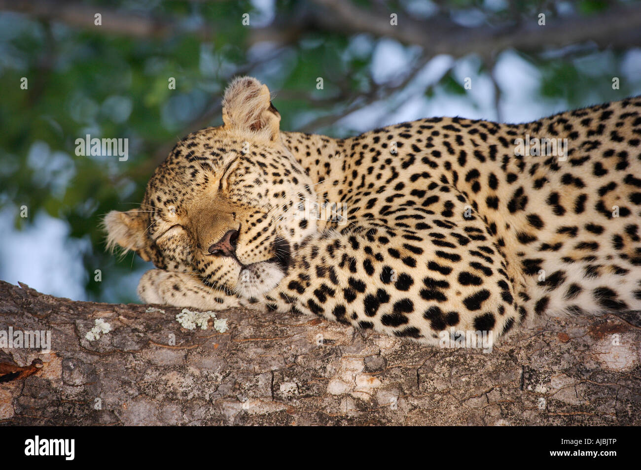 Leopard (Panthera pardus) Sleeping in a Tree - Close Up Stock Photo - Alamy