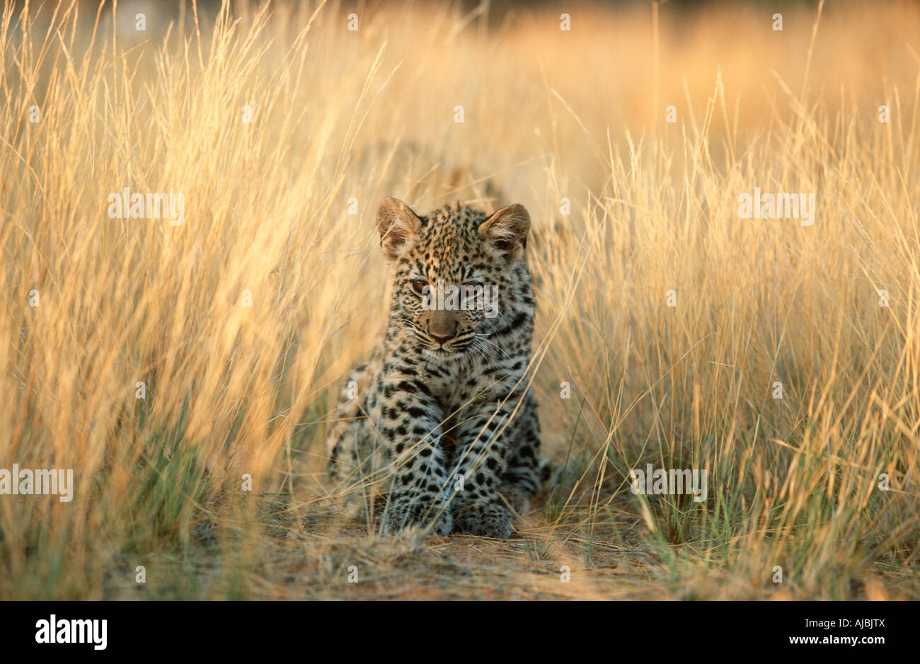 Black Leopard Cub High Resolution Stock Photography and Images - Alamy