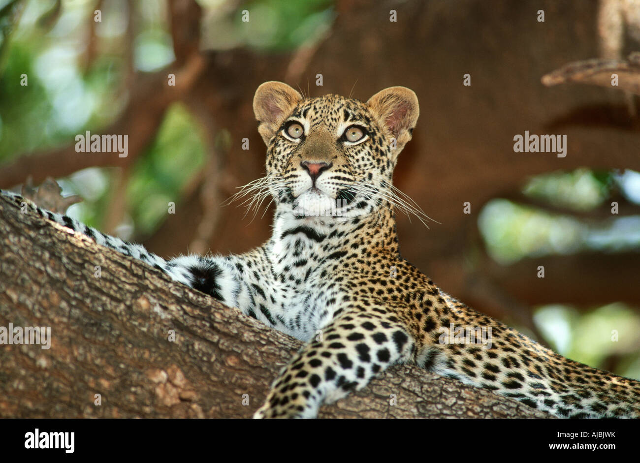 Low Angle View of a Leopard (Panthera pardus) Cub Lying on a Tree ...