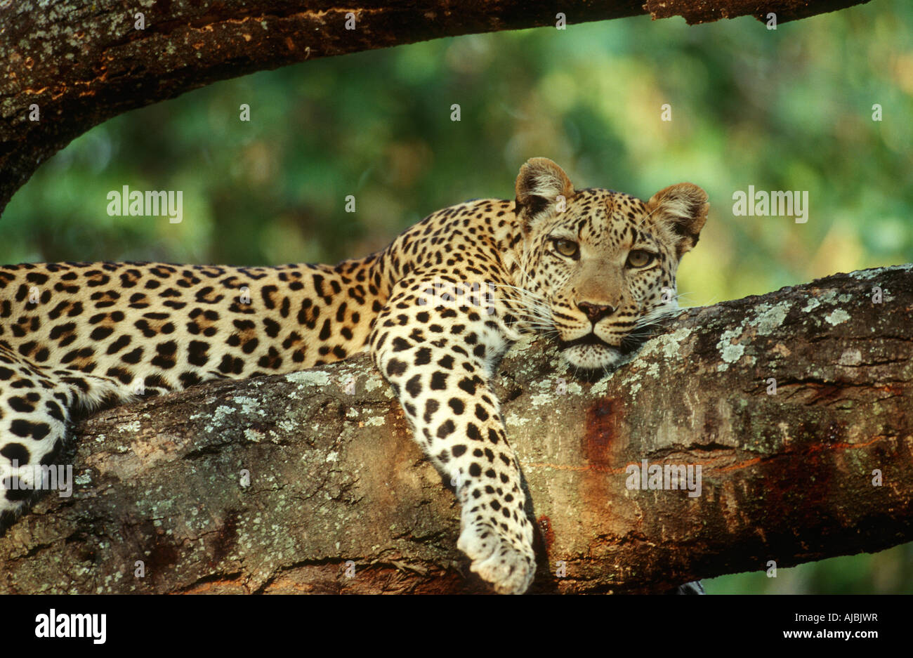 Low Angle View of a Leopard (Panthera pardus) Lying on a Tree Branch ...