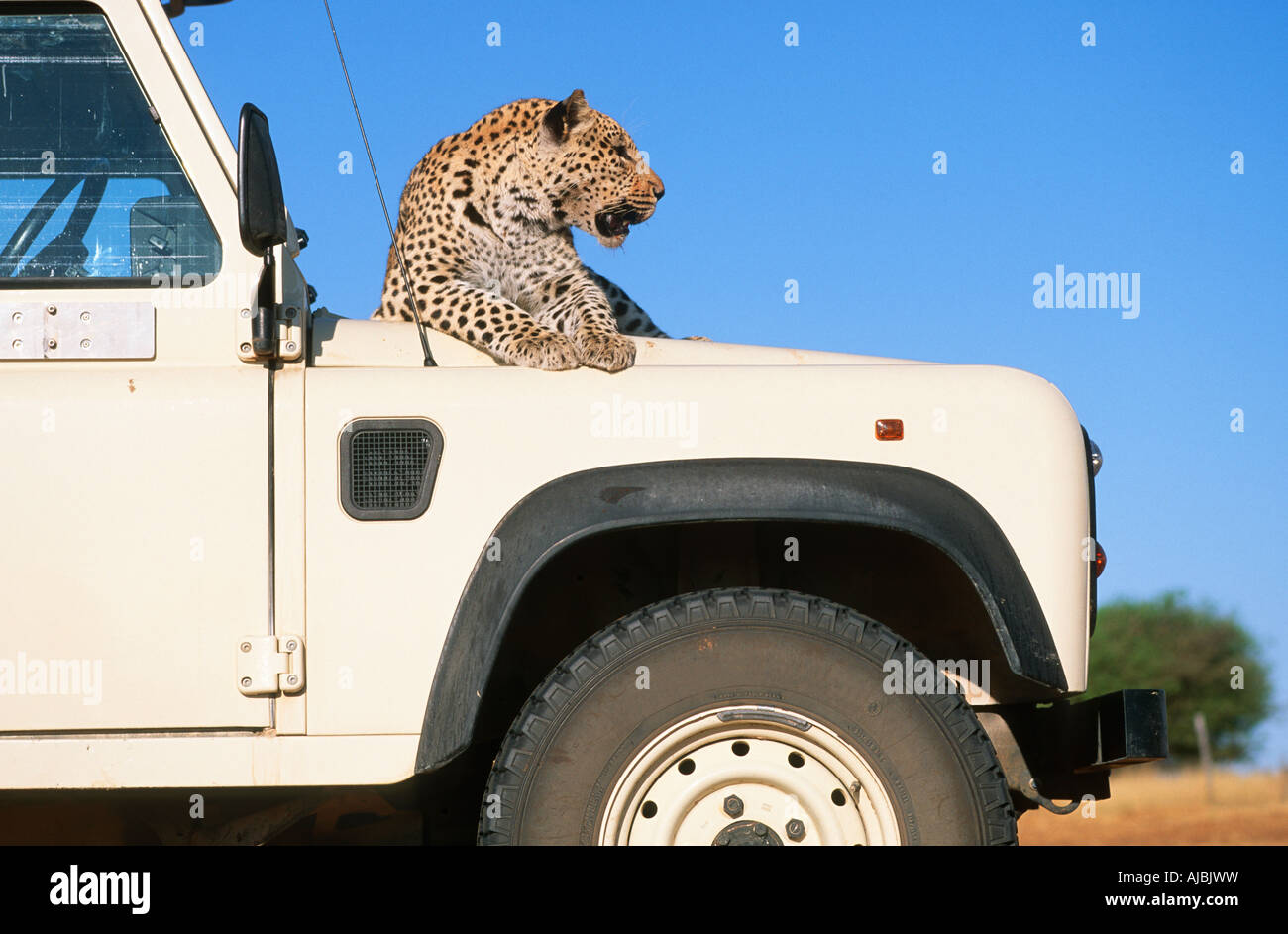 Leopard (Panthera pardus) Lying on Top of a 4X4 Vehicle Stock Photo - Alamy