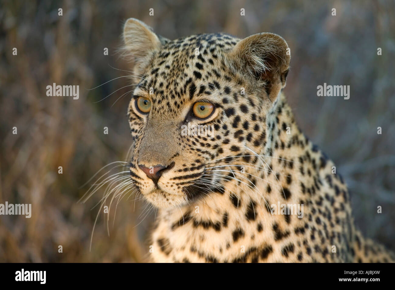 Portrait of a leopard cub hi-res stock photography and images - Alamy