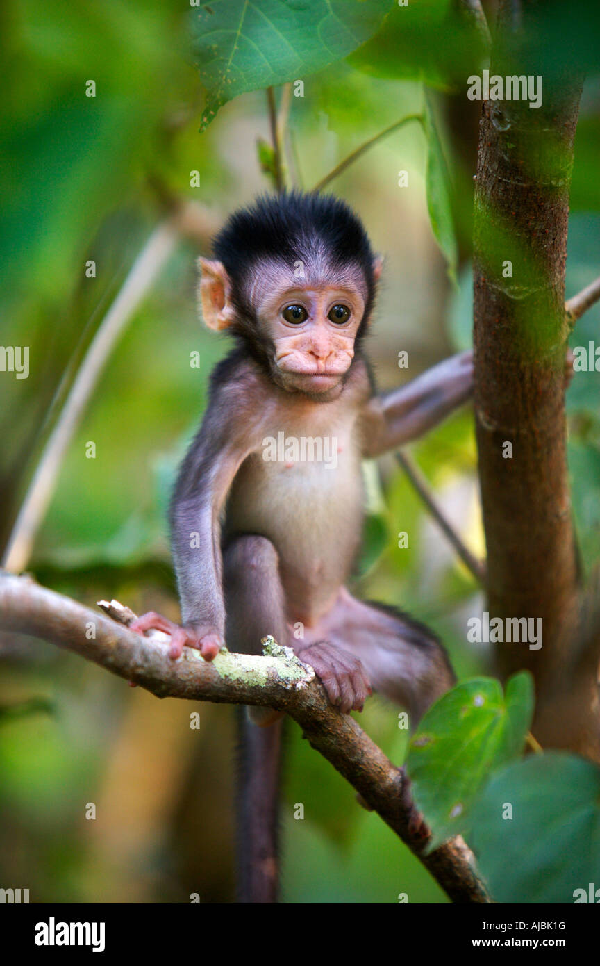 Long-Tailed Macaque Monkey (Macaca fascidularis) Baby Sitting in Tree ...