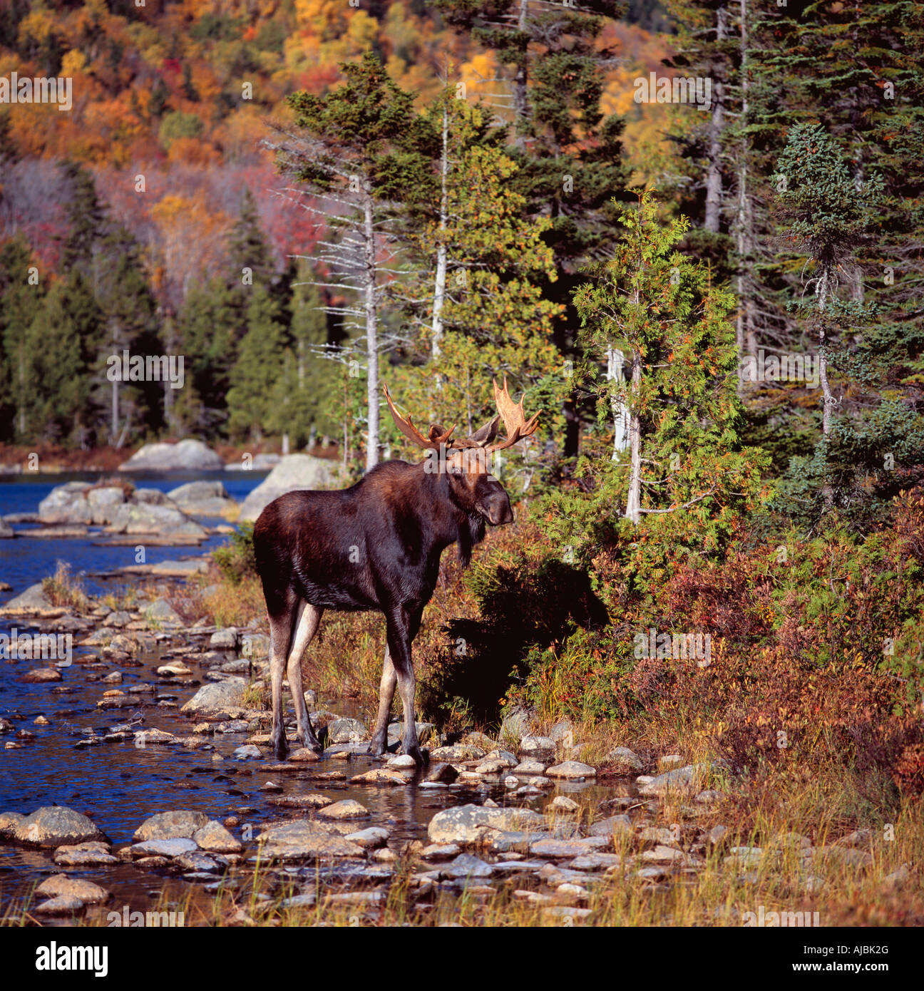 Bull moose foraging on hi-res stock photography and images - Alamy
