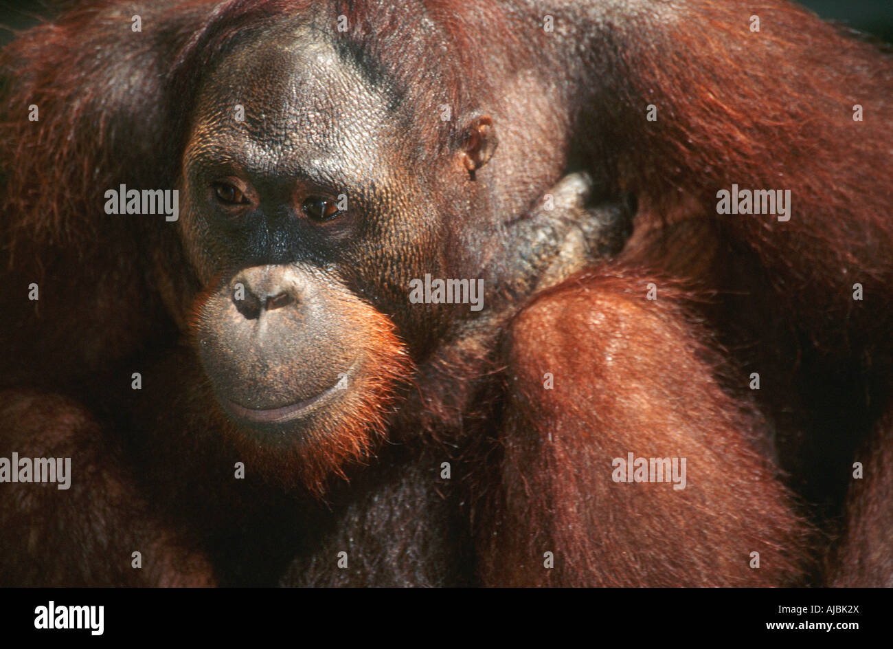 Orang-Utan (Pongo pygmaeus) Portrait Stock Photo - Alamy