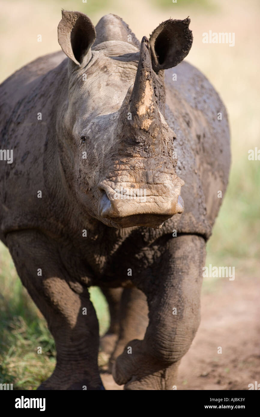 White Rhinoceros (Ceratotherium sim) on the Move Stock Photo - Alamy