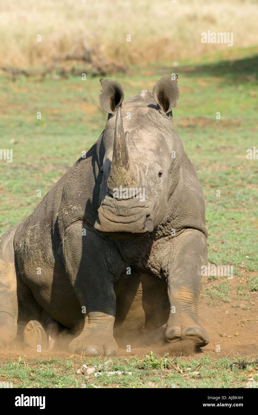 Lone White Rhino (Ceratotherium simum) Calf Stock Photo - Alamy