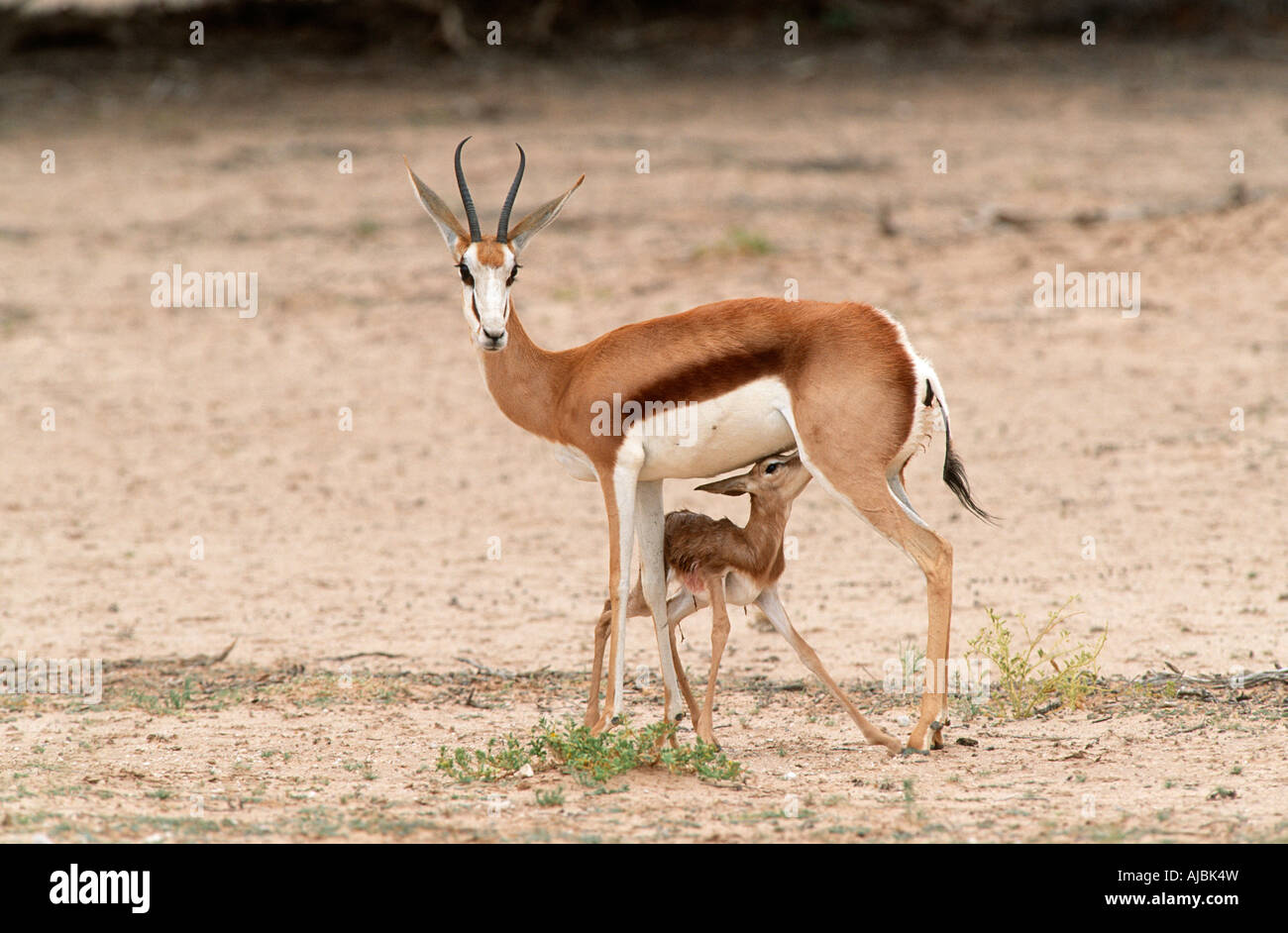 Springbok Ears High Resolution Stock Photography and Images - Alamy