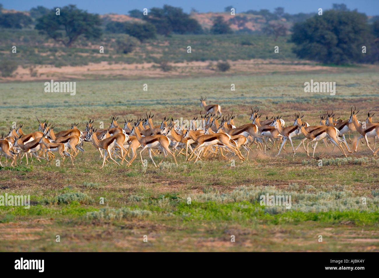 Large herd springbok running away hi-res stock photography and images ...