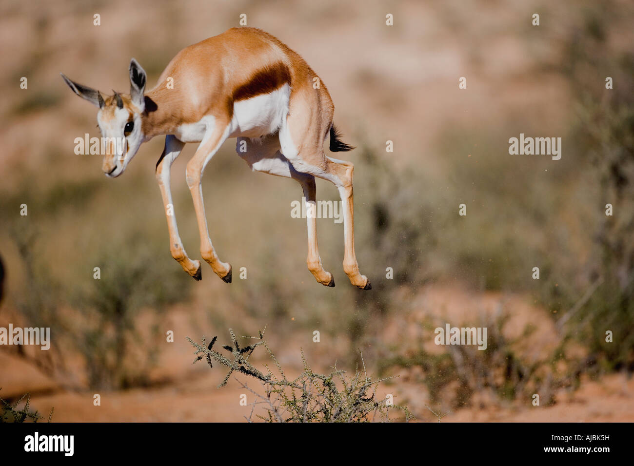 Springbok Pronking High Resolution Stock Photography and Images - Alamy