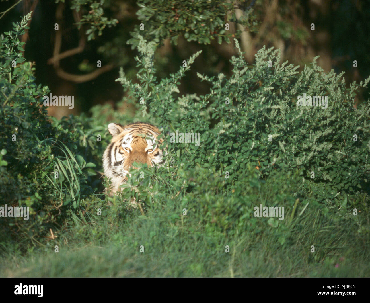 Bengal Tiger (Panthera tigris) Peering from Behind a Bush Stock Photo ...